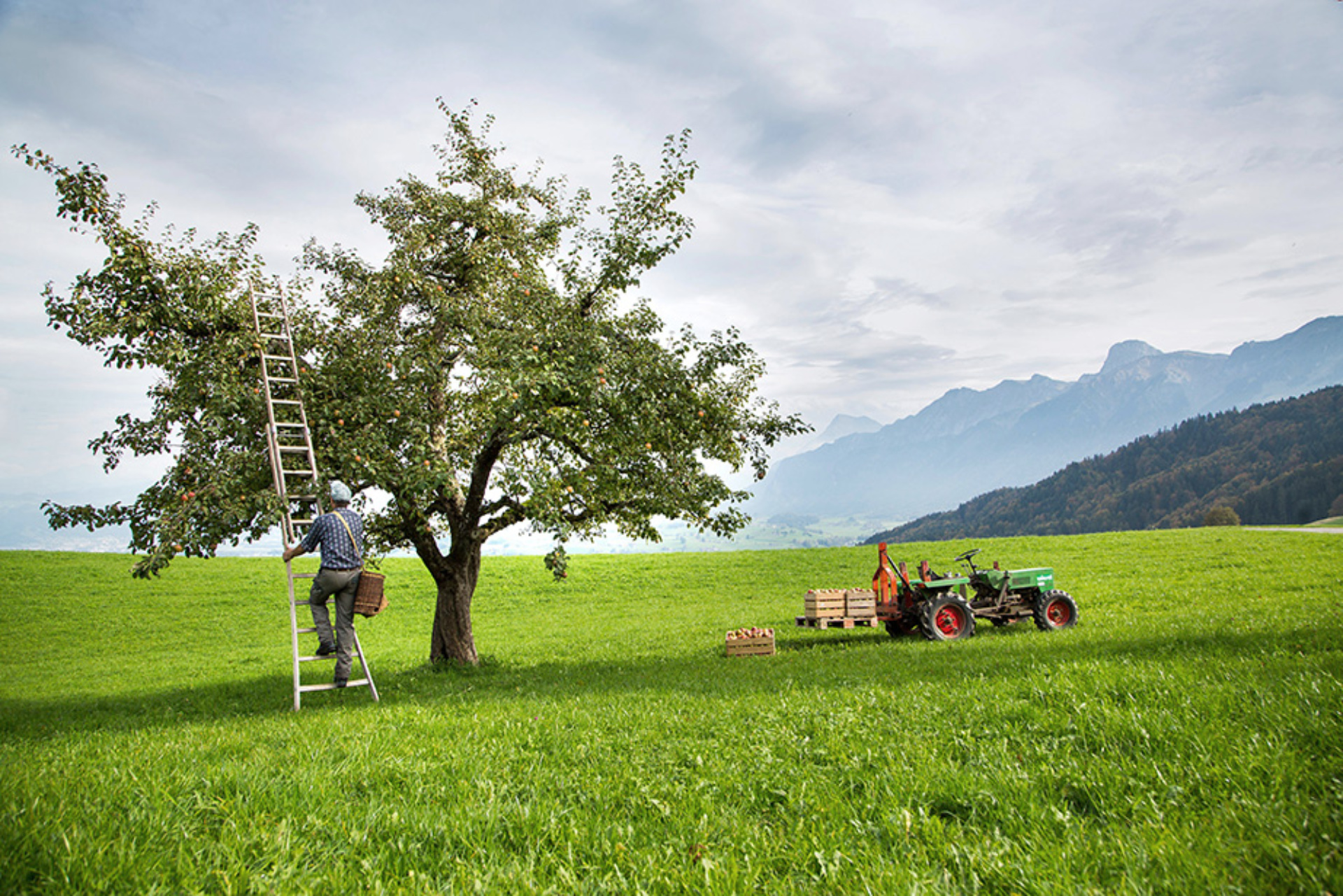 Apple Tree | RAMSEIER